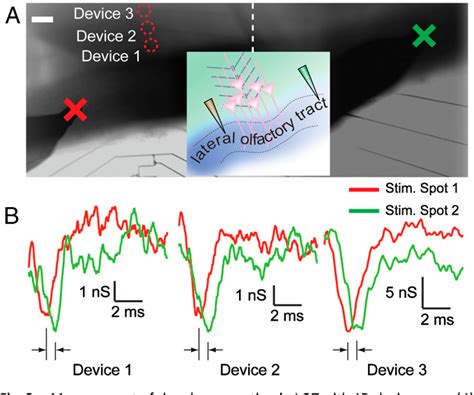 Figure 1 From Nanowire Transistor Arrays For Mapping Neural Circuits In Acute Brain Slices