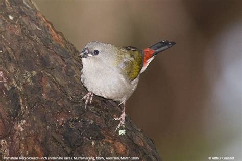 Red Browed Finch Neochmia Temporalis Red Browed Firetail