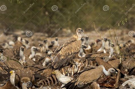 Himalayan Vulture Or Gyps Himalayensis Or Himalayan Griffon Vulture