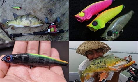 Tip Memilih Gewang `killer Untuk Peacock Bass Umpan