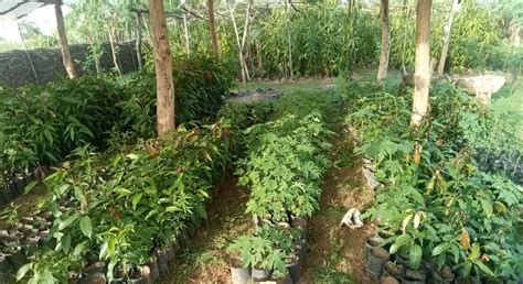 Tree Nursery Mfc Fandeema