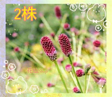 吾亦紅 ワレモコウ われもこう 茶花 2株 メルカリ