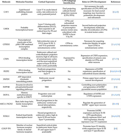 List Of Newly Reported Molecules That Play Roles In Callosal Projection Download Scientific