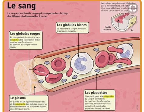 Le sang MARIEB ch 17 Médecine Intégrée