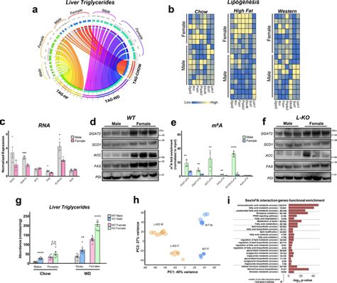 Transcriptional Regulation Of N6 Methyladenosine Orchestrates Sex Dimorphic Metabolic Traits Pmc