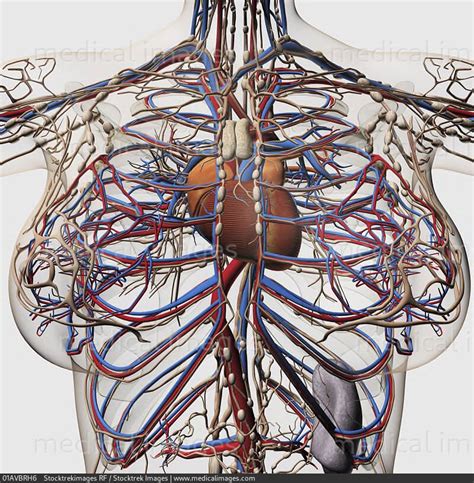 Stock Image Stk700284h 01avbrh6 Stocktrekimages Rf Search