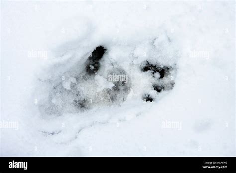 Golden Snub Nosed Monkey Rhinopithecus Roxellana Footprint In Snow