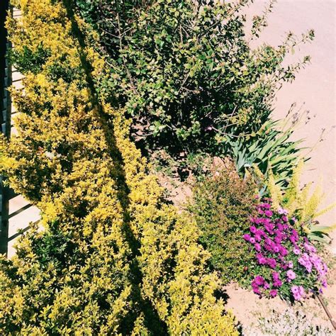 Premium Photo Flowers Growing On Tree