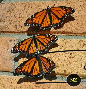 13 Monarch Predators Save More Monarch Butterflies