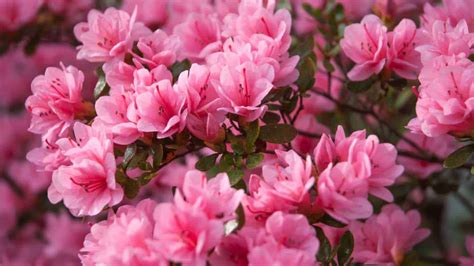 Azalea Guide How To Plant Grow And Care For Azaleas