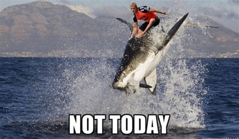 Funniest Thing Youll See Today Mick Fanning Shark Memes Immortalize
