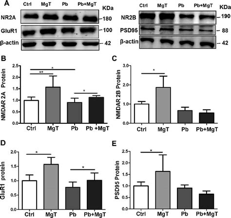Effects Of Mgt On Protein Expression Of Nr2a Nr2b Glur1 And Psd 95 In