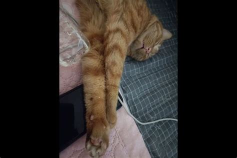 睡得挺香的吼吼吼萌宠来袭