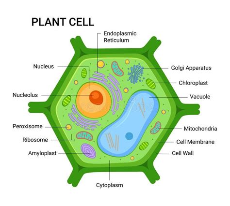 Vector Illustration Of The Plant Cell Anatomy Structure Vector
