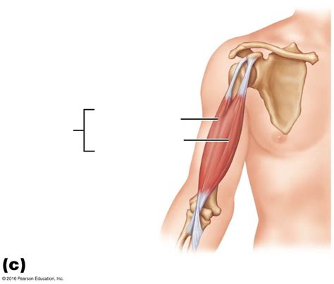 Biceps Brachii Diagram Quizlet