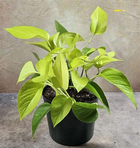 نحوه نگهداری گل پتوس در منزل انواع پتوس ⚡️