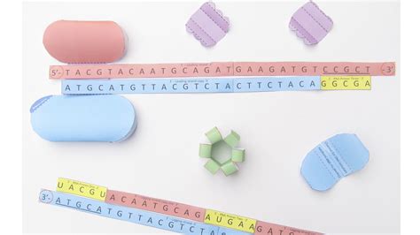 Dna Replication Paper Model Dna And Protein Synthesis Zaines Blog Dna Replication Paper Model Dna And Protein Synthesis Zaines Blog