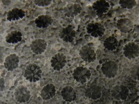 Heliolites Coral Fossil Id The Fossil Forum
