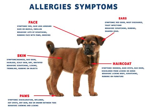 Dog Food Allergies