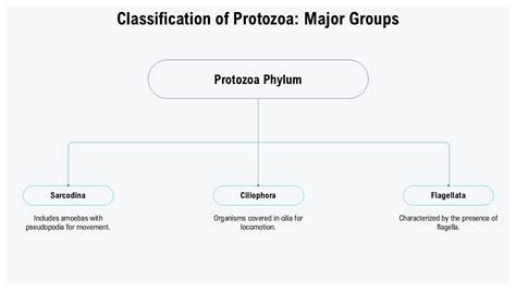 Classification Of Protozoa Major Groups Protozoa Phylum Ppt Summary Acp