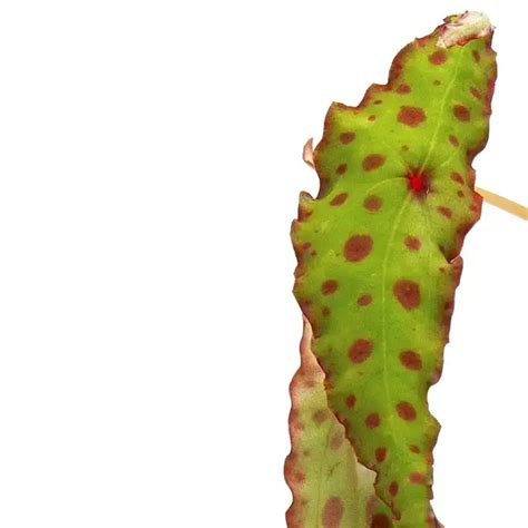 Buy Begonia Amphioxus Unusual Red Spotted Foliage