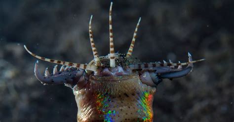 Move Over Jaws This Weeks Blue Planet Villain Is An Evil Phallic