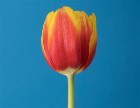 Split Complementary Colors Photography