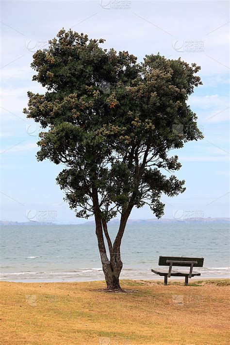 海岸上孤独的树和长椅
