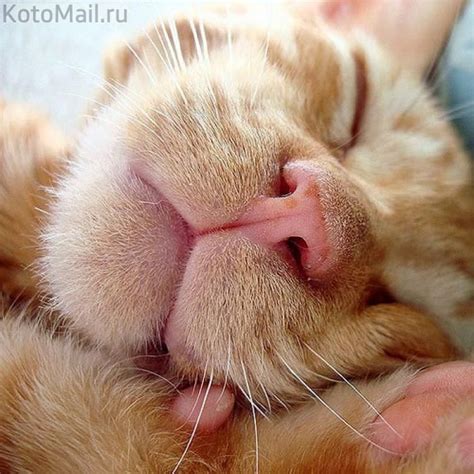 Нежный нос | Кот, Кошки и Рыжий кот