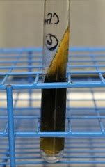 Biol 206 Lab Exam 2 Quizlet