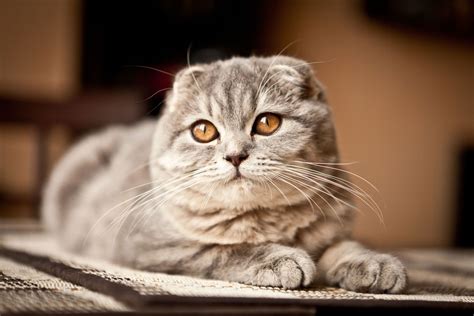 Cat Breeds Origins History Body Types Senses Behavior