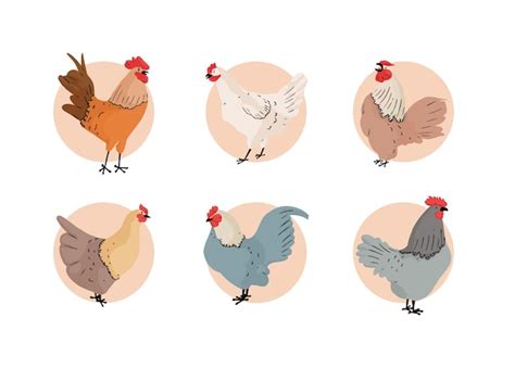 Premium Vector Hand Drawn Chicken Collection