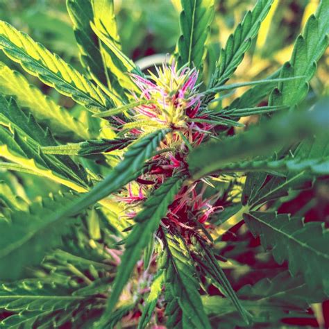 About Banner Harvest Hemp Farm The Best Hemp Cbd In America