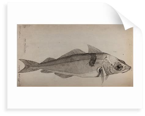 Haddock Posters And Prints By Unknown