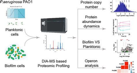 Deep Profiling Of The Proteome Dynamics Of Pseudomonas Aeruginosa Reference Strain Pao1 Under
