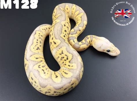 Killer Clown Ball Python