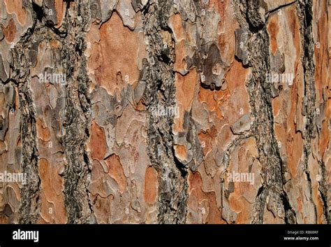 Tree Bark Texture Background Stock Photo Alamy