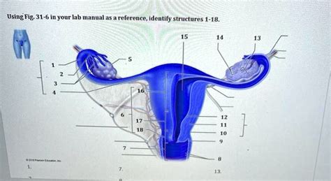 solved using fig 31 6 in your lab manual as a reference identify