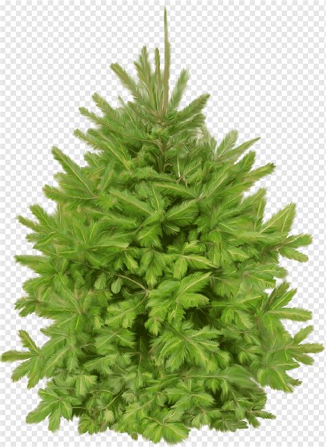 Arbol De Animacion Abeto Hierba Picea Imagen Digital Png PNGWing