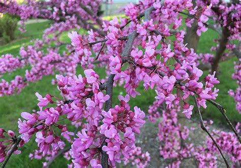 ハナズオウの花や葉を楽しむ育て方と植物の特徴をわかりやすく解説
