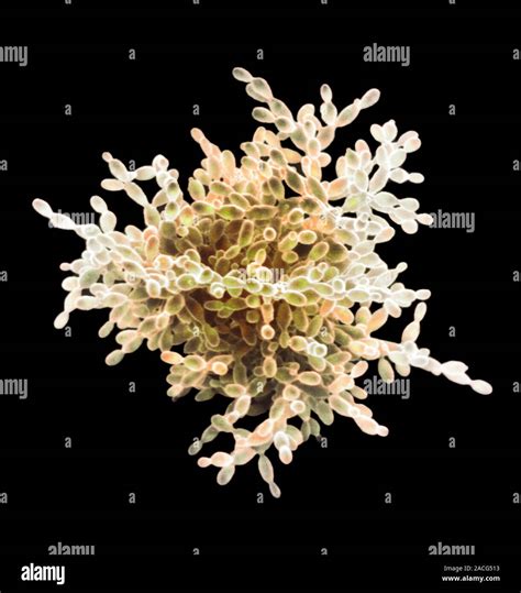 Yeast Cells Coloured Scanning Electron Micrograph Sem Yeast Is A