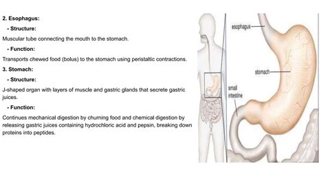 Human Digestive System Structure And Function Pptx