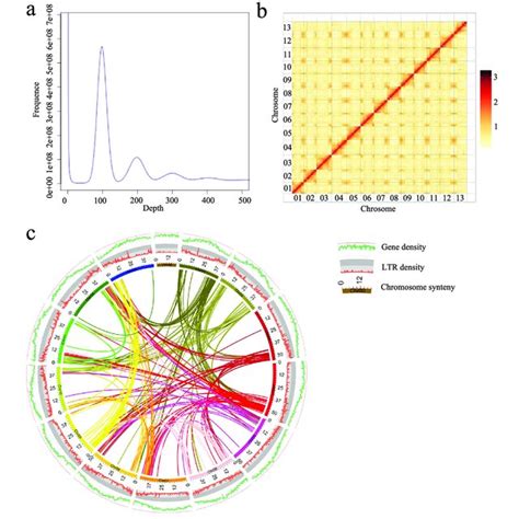 Morphological Differences Between Tetraploid 4x And Autopolyploid Download Scientific Diagram
