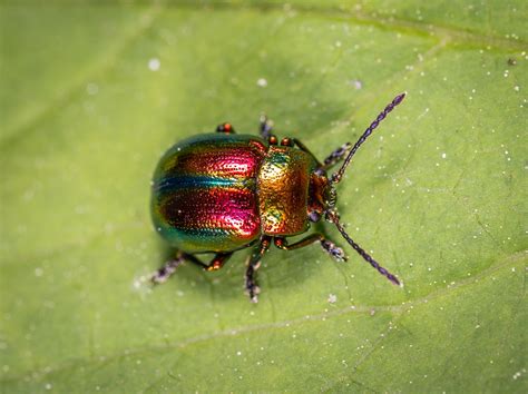 Learn About Bugs And Insects Science Projects Lesson