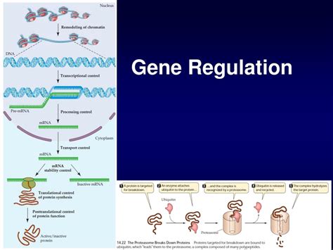 Ppt Gene Regulation And Transcription Control A Molecular