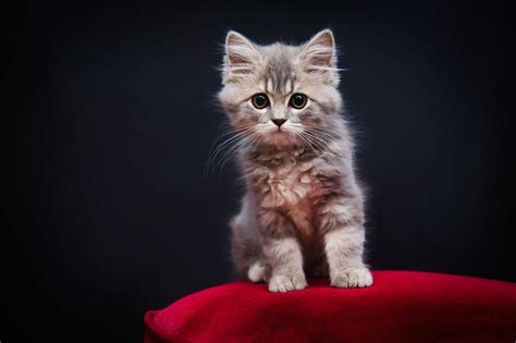 Cute Kitten Wallpaper Photos Download The Best Free Cute Kitten