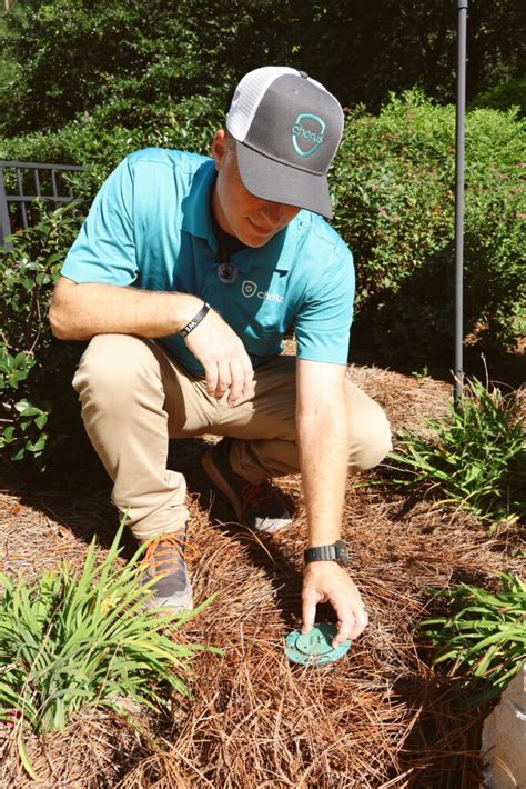 Expert Termite Control Chorus Services