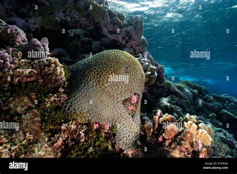 Massive Faviid Coral Colony Rongelap Atoll Marshall Islands Micronesia