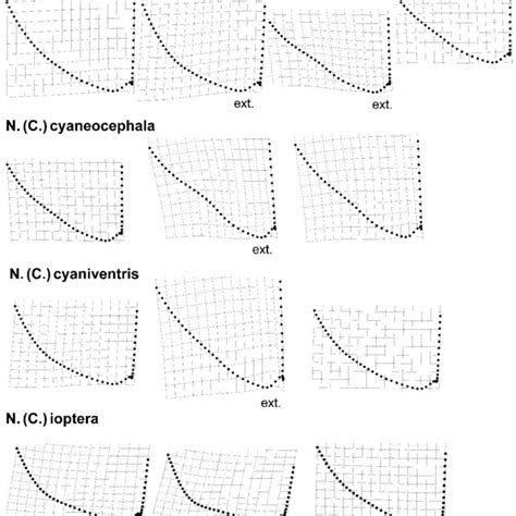 Thin Plate Spline Tps Transformation Grids Representing The Shape