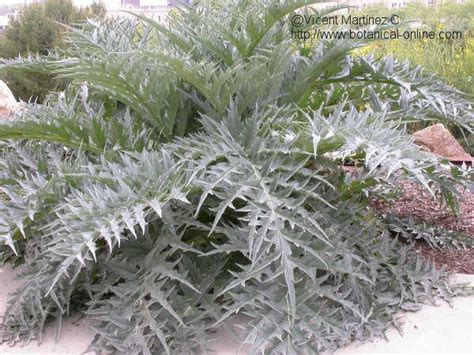 Fig Tree Characteristics Botanical Online